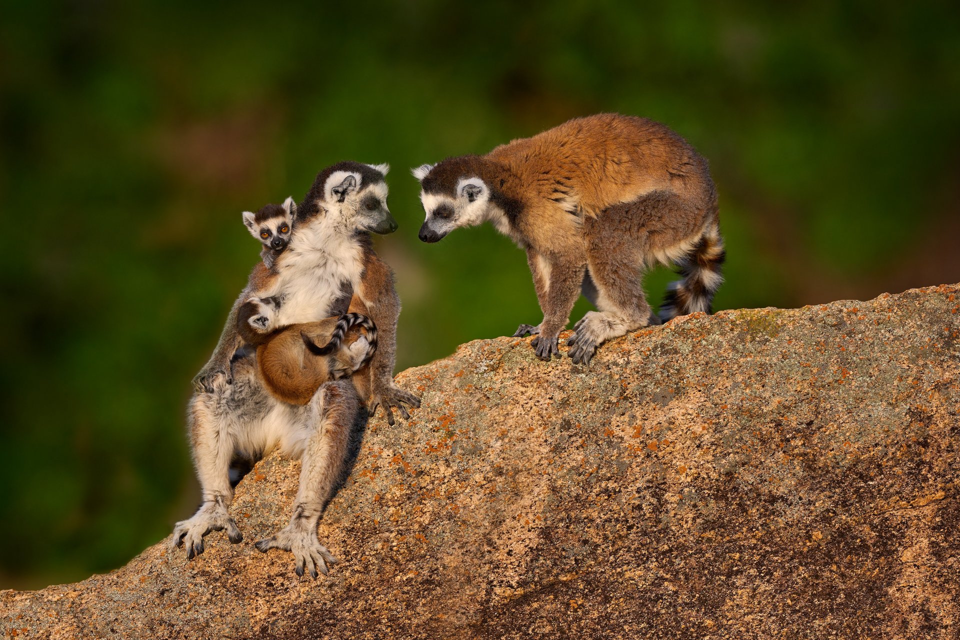 Natur & Kultur aktiv Madagaskar: Highlights Gruppenreise